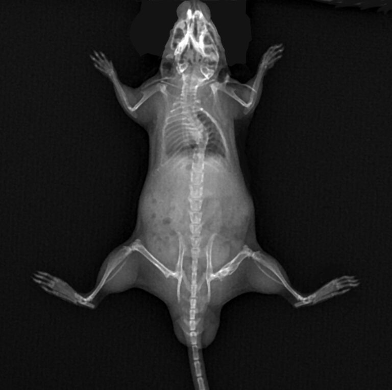 Animal models of Osteogenesis imperfecta - Pharmatest Services